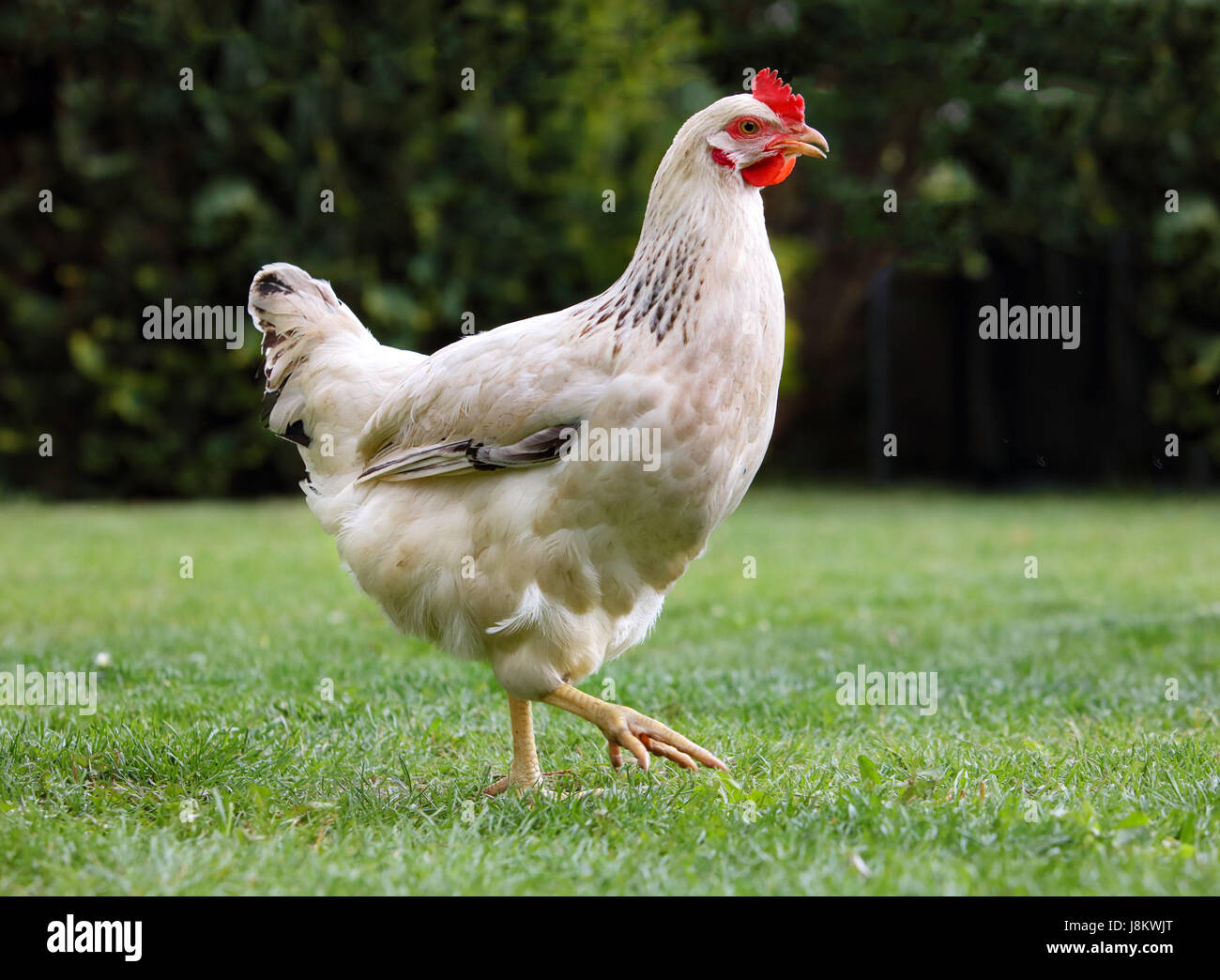 Hen in nature, Chicken Stock Photo - Alamy