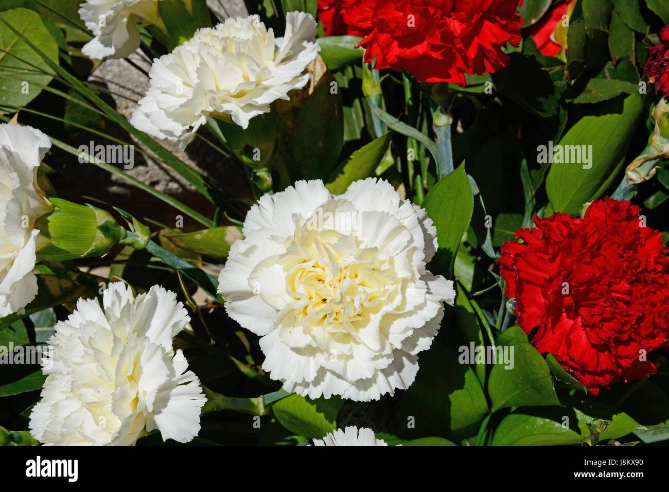 Carnation carnations hi-res stock photography and images - Alamy