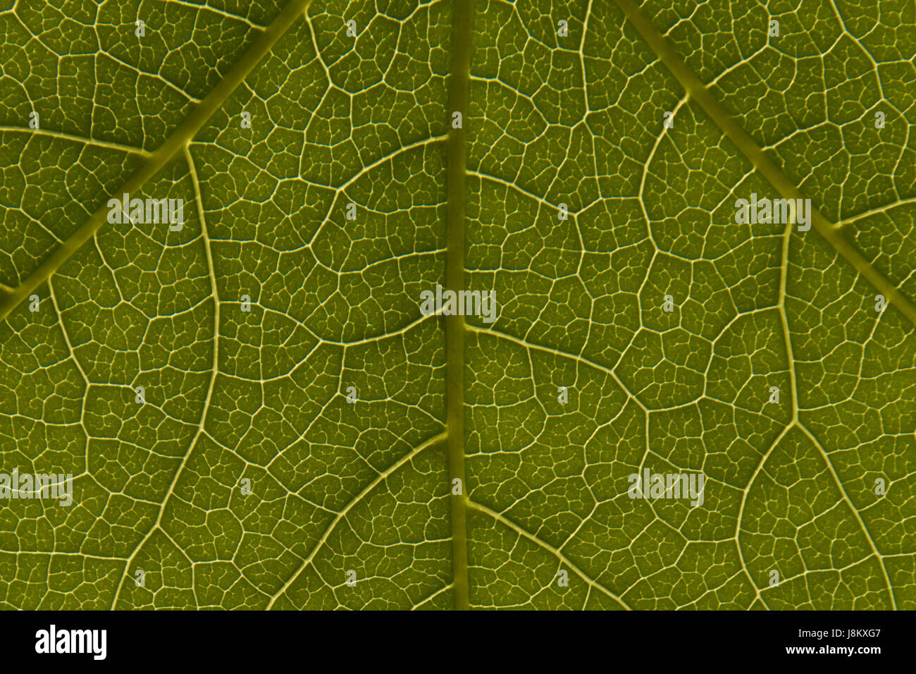 leaf, pattern, lawn, green, texture, vein, leaf, detail, leaves ...