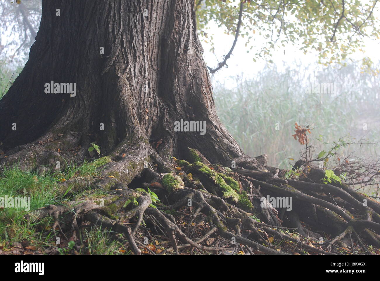 tree, deciduous tree, flora, root, forest, tree root, leaf, tree, cold ...