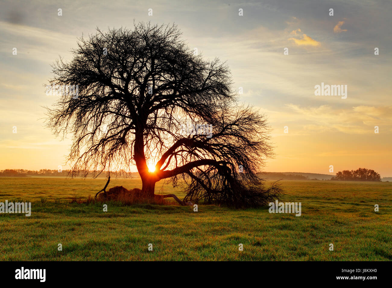 Tree on sunset in a autumn field Stock Photo - Alamy