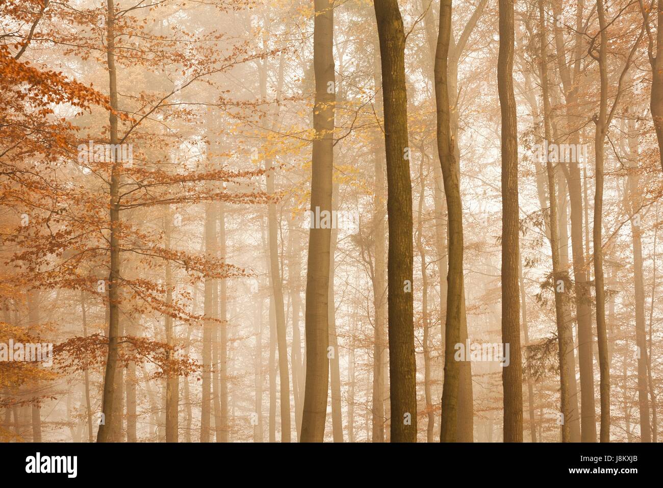 leaf, tree, brown, brownish, brunette, fog, nostalgic, forest, fall ...