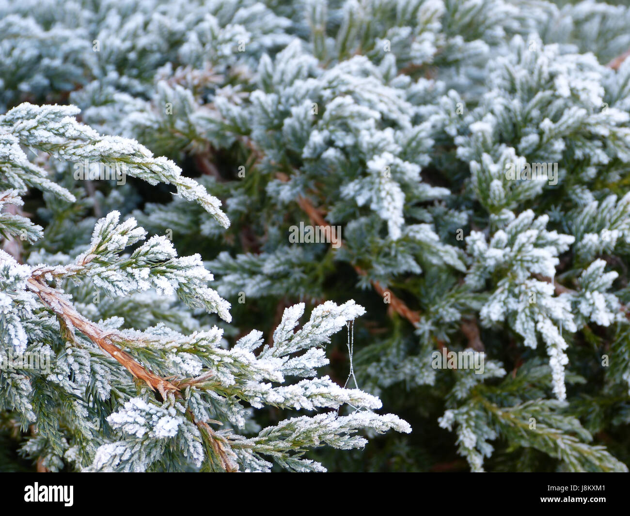 tree, shrub, evergreen, juniper, tree, garden, winter, ice, shrub ...