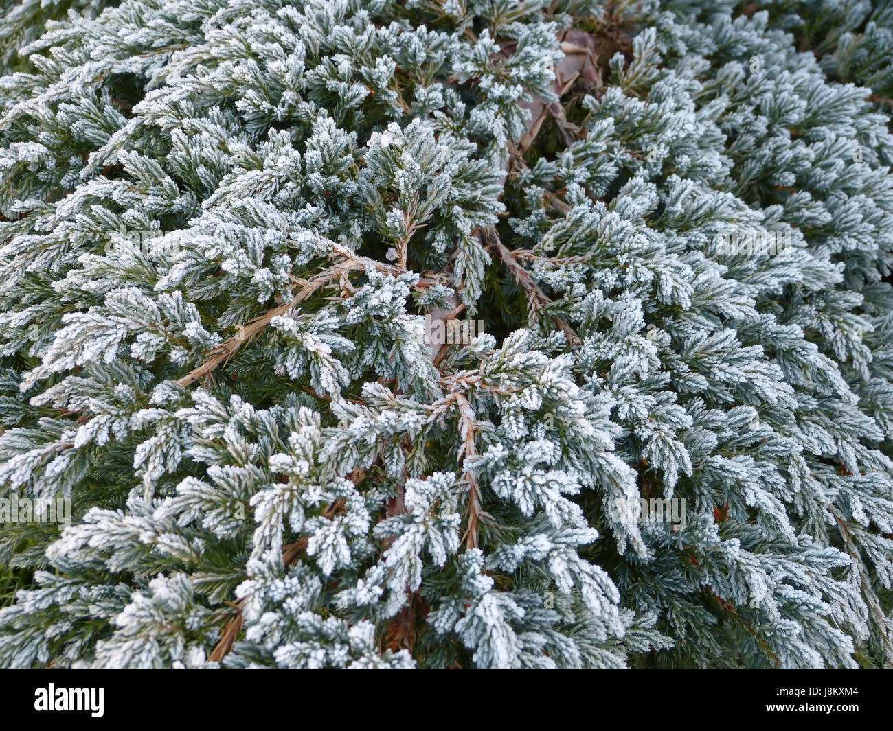 tree, shrub, evergreen, juniper, tree, garden, winter, ice, shrub ...
