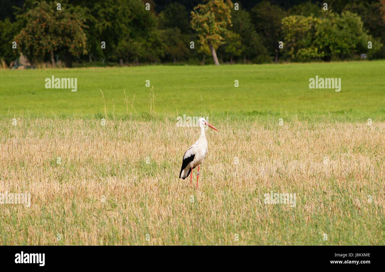 flight, bird, birds, feathers, beak, stork, beaks, nature, flight, bird ...
