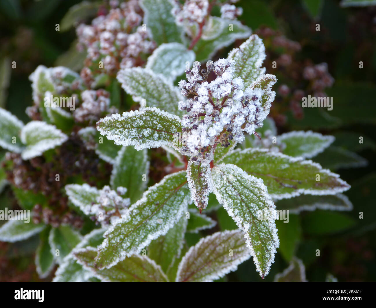 winter, herb, snoozed, plant, material, drug, anaesthetic, addictive ...