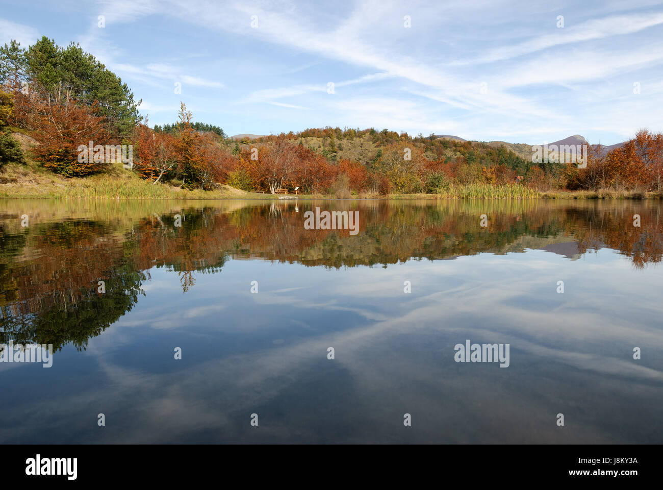 environment, enviroment, colour, tree, leaves, genoa, color, firmament ...