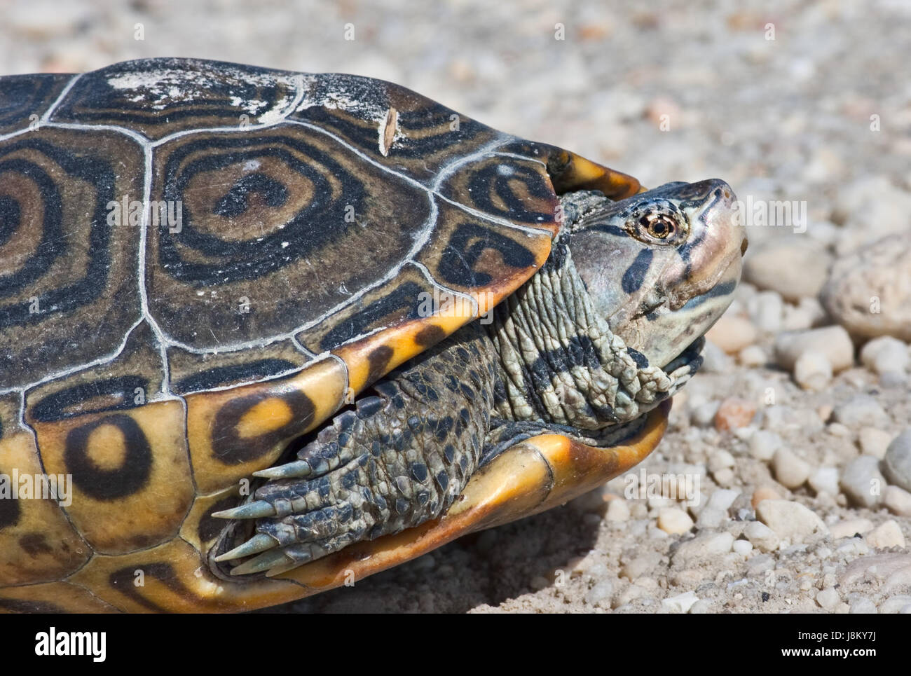 wild, turtle, tortoise, turtles, terrapin, tortoises, terrapins, animal ...