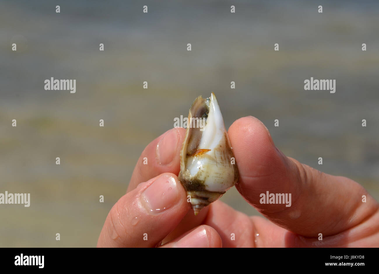 African sea shell hi-res stock photography and images - Alamy