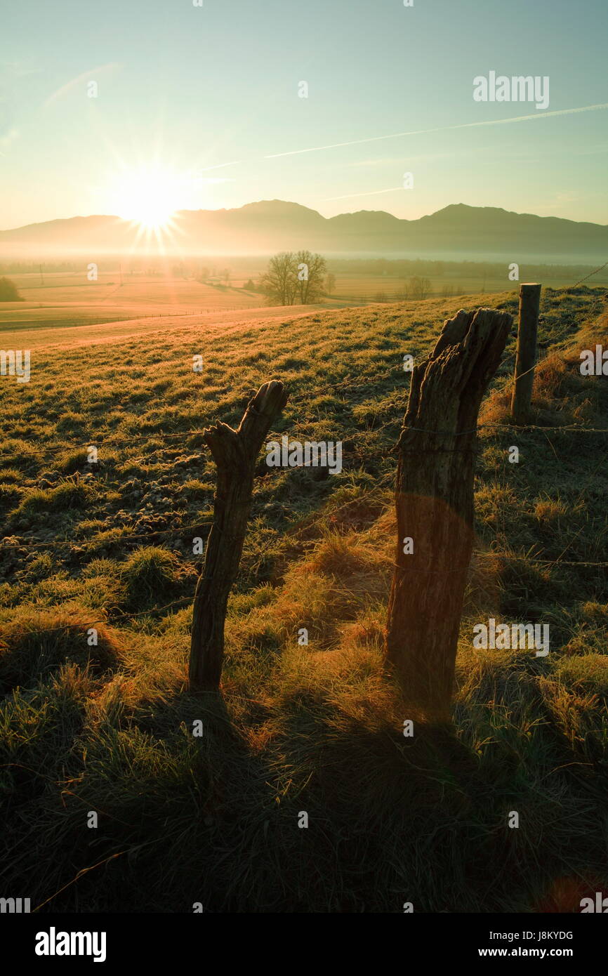 shine, shines, bright, lucent, light, serene, luminous, tree, trees ...