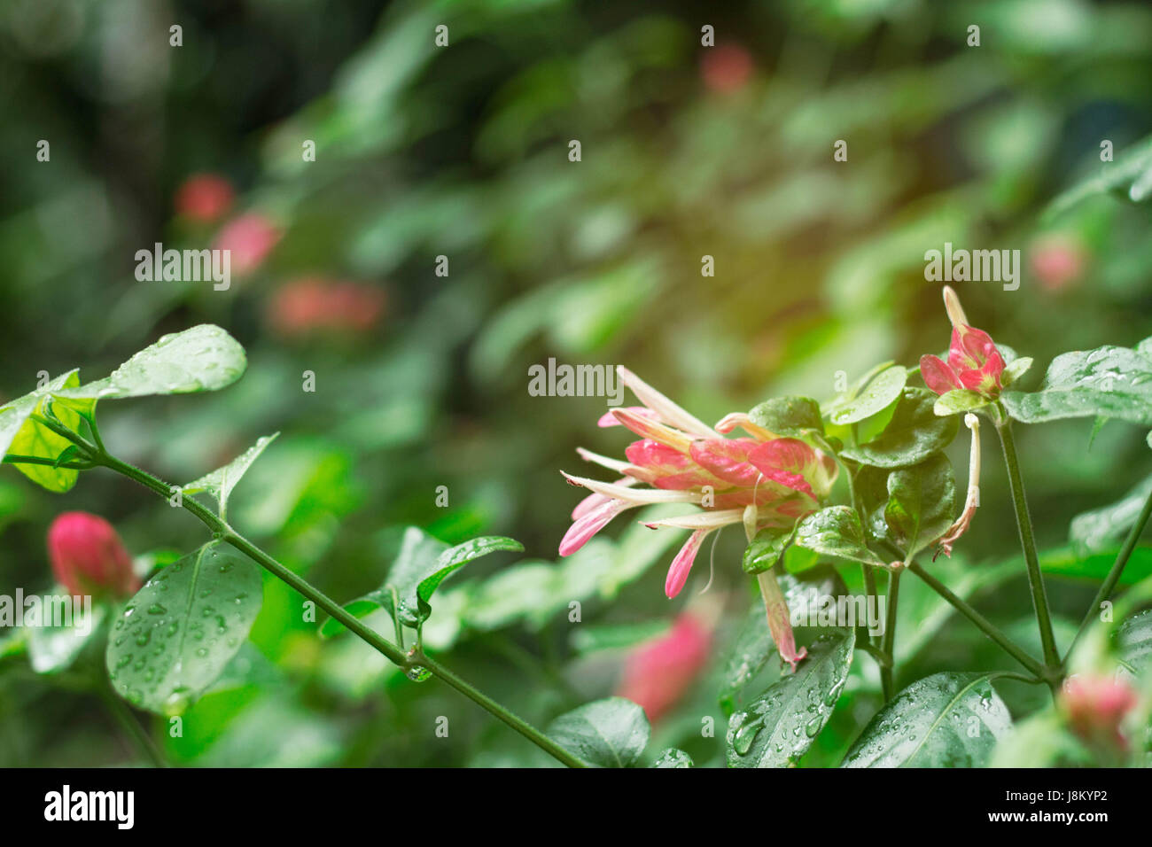 Flowers in the garden after rain Stock Photo - Alamy