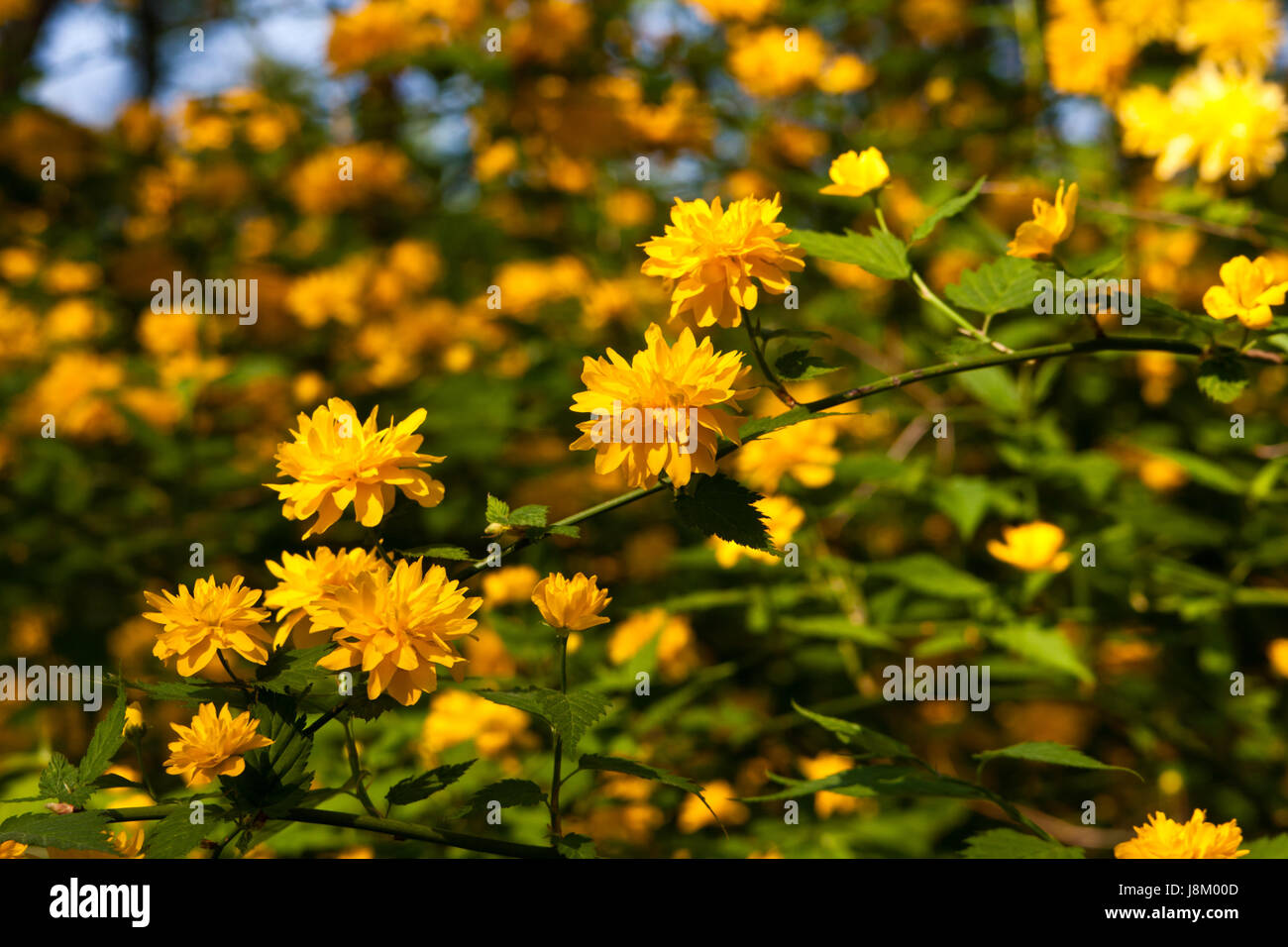 bloom, blossom, flourish, flourishing, shrub, bush, ranunculus, blue ...