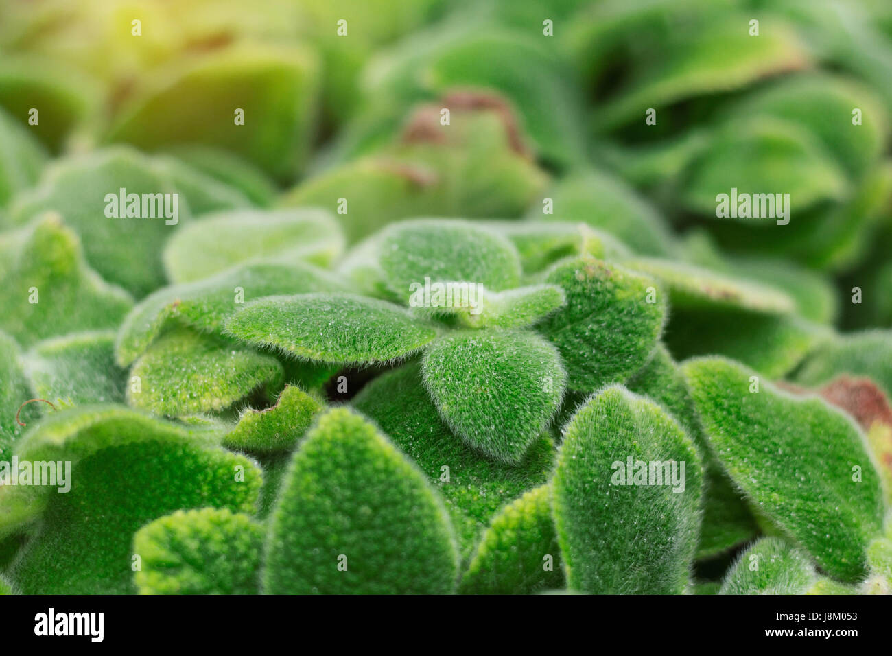 Ornamental plant grown on the ground with natural green Stock Photo - Alamy