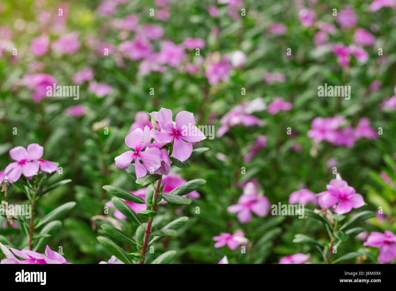 Purple flowers on plots in the garden Stock Photo - Alamy