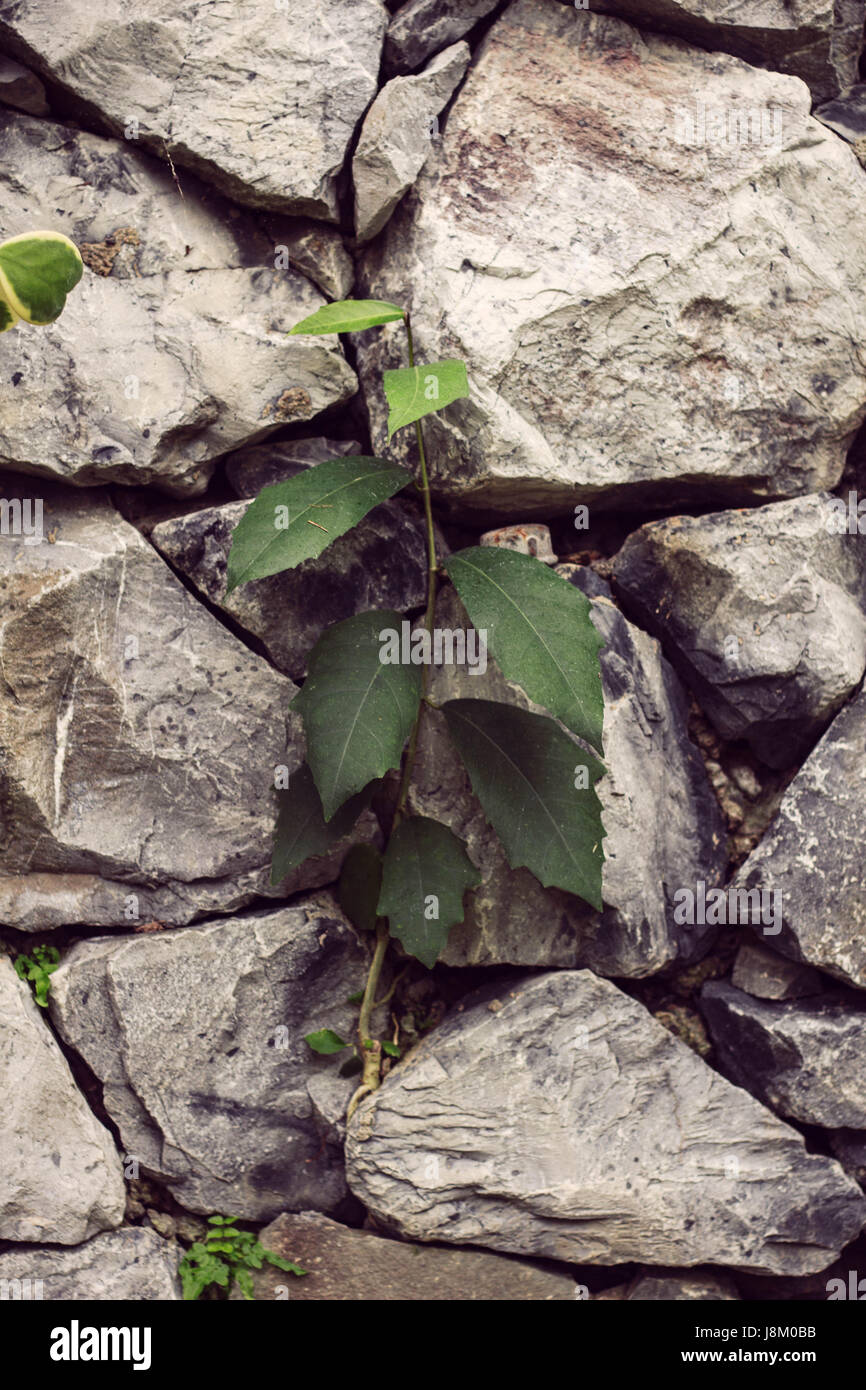 tree was born naturally on a rock wall Stock Photo - Alamy