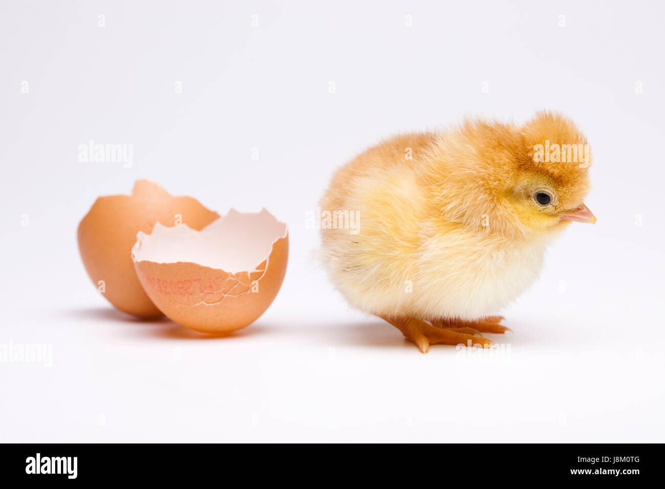 animal, bird, small, tiny, little, short, easter, cub, baby, chicken ...