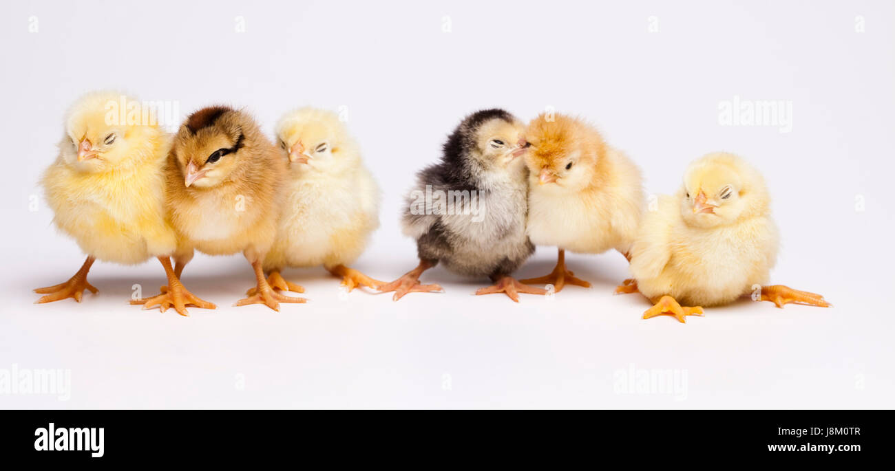 animal, bird, small, tiny, little, short, easter, cub, baby, chicken ...