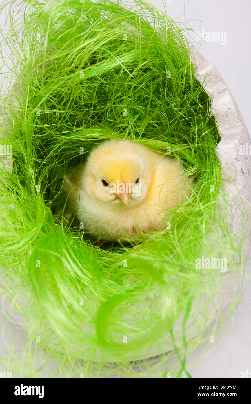 animal, bird, small, tiny, little, short, easter, cub, baby, chicken ...