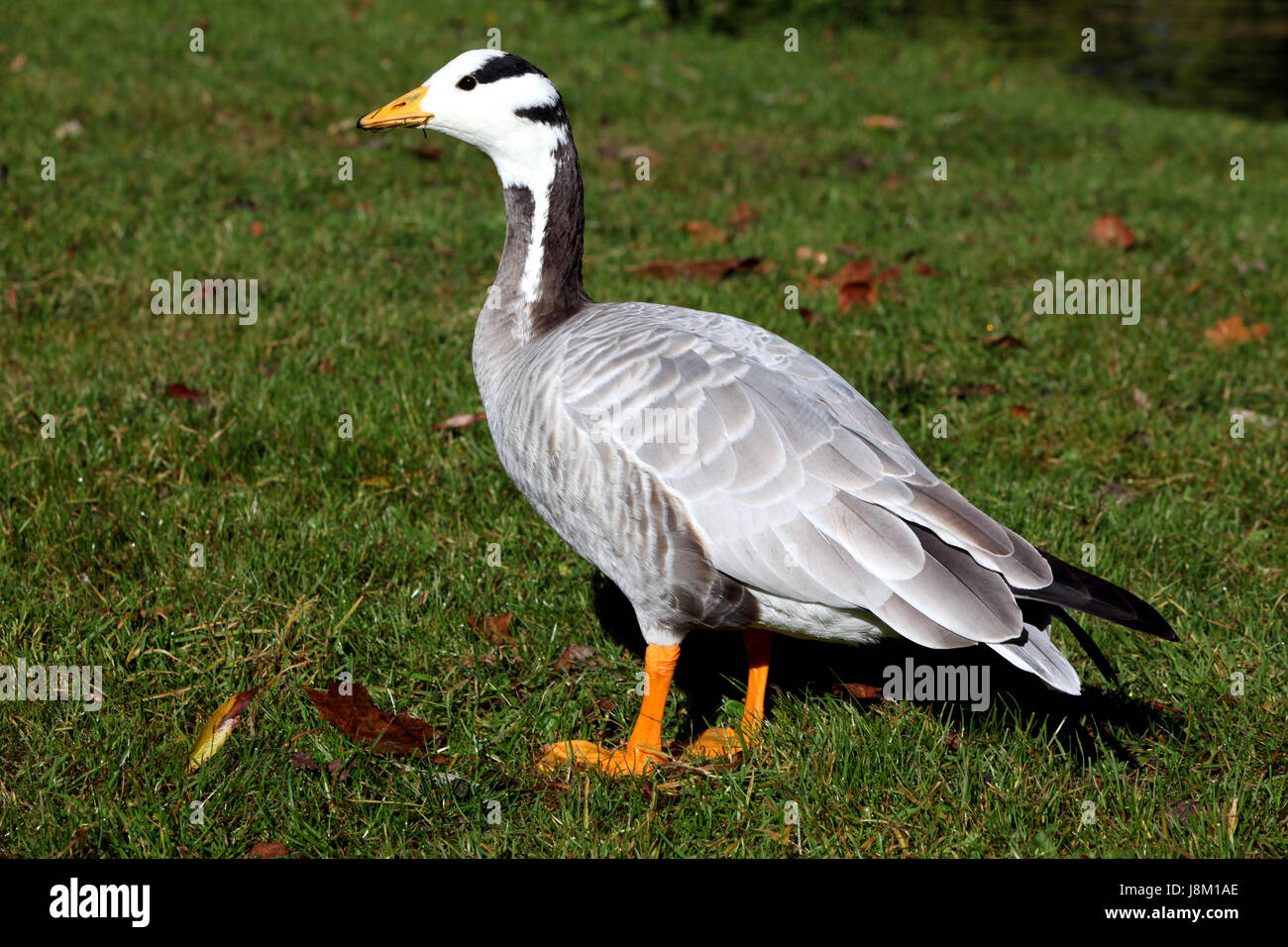 Bar flys hi-res stock photography and images - Alamy