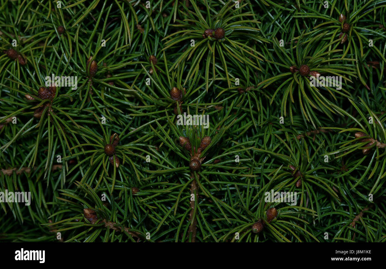 Coniferales pinales hi-res stock photography and images - Alamy