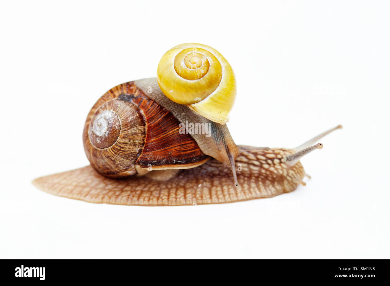 traffic, transportation, taxi, transport, snail, funny, speed, velocity ...