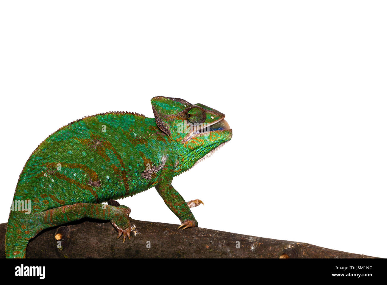 eye, organ, reptiles, chameleon, squint, head, fodder, animal, pet ...