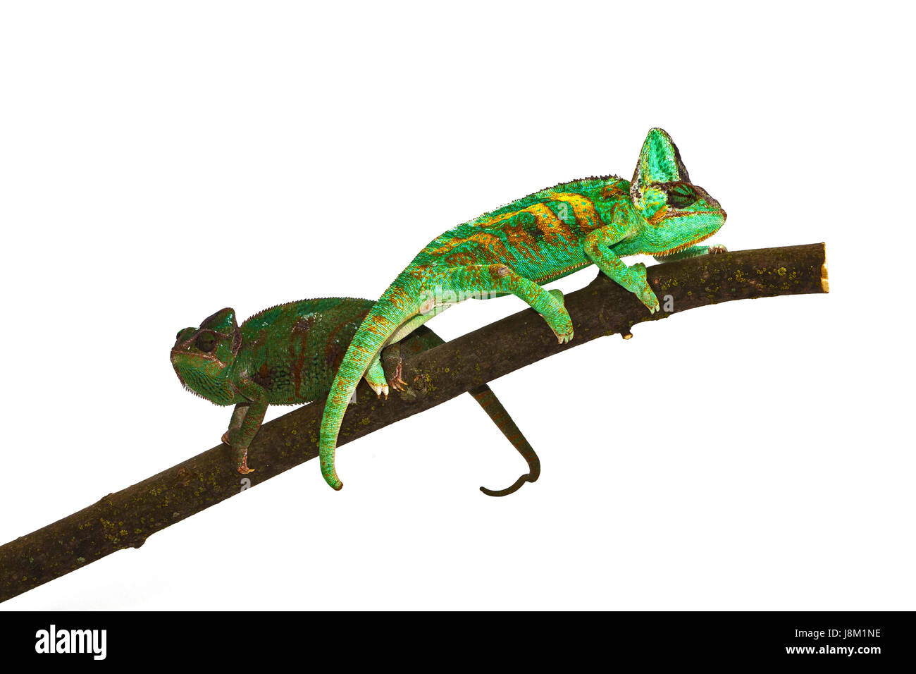 eye, organ, reptiles, chameleon, squint, head, fodder, animal, pet ...