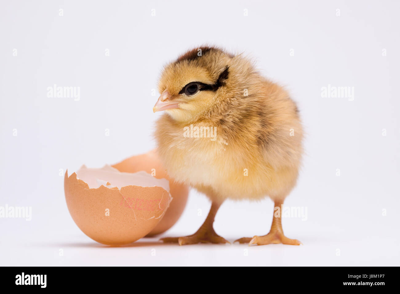 animal, bird, small, tiny, little, short, easter, cub, baby, chicken ...
