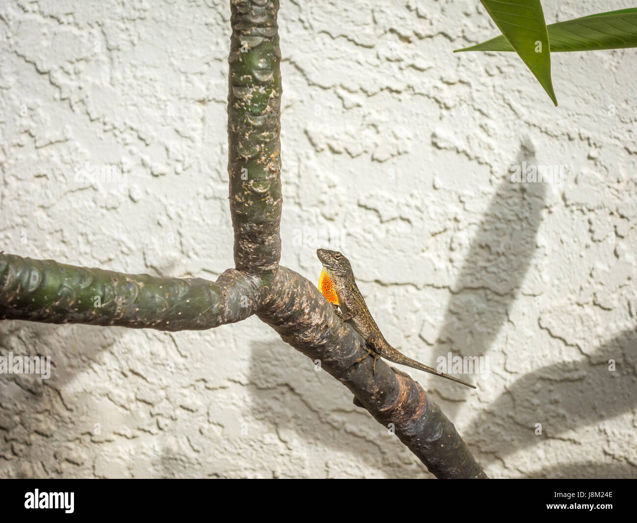 A brown male anole lizard extending his orange neck flap while perched ...