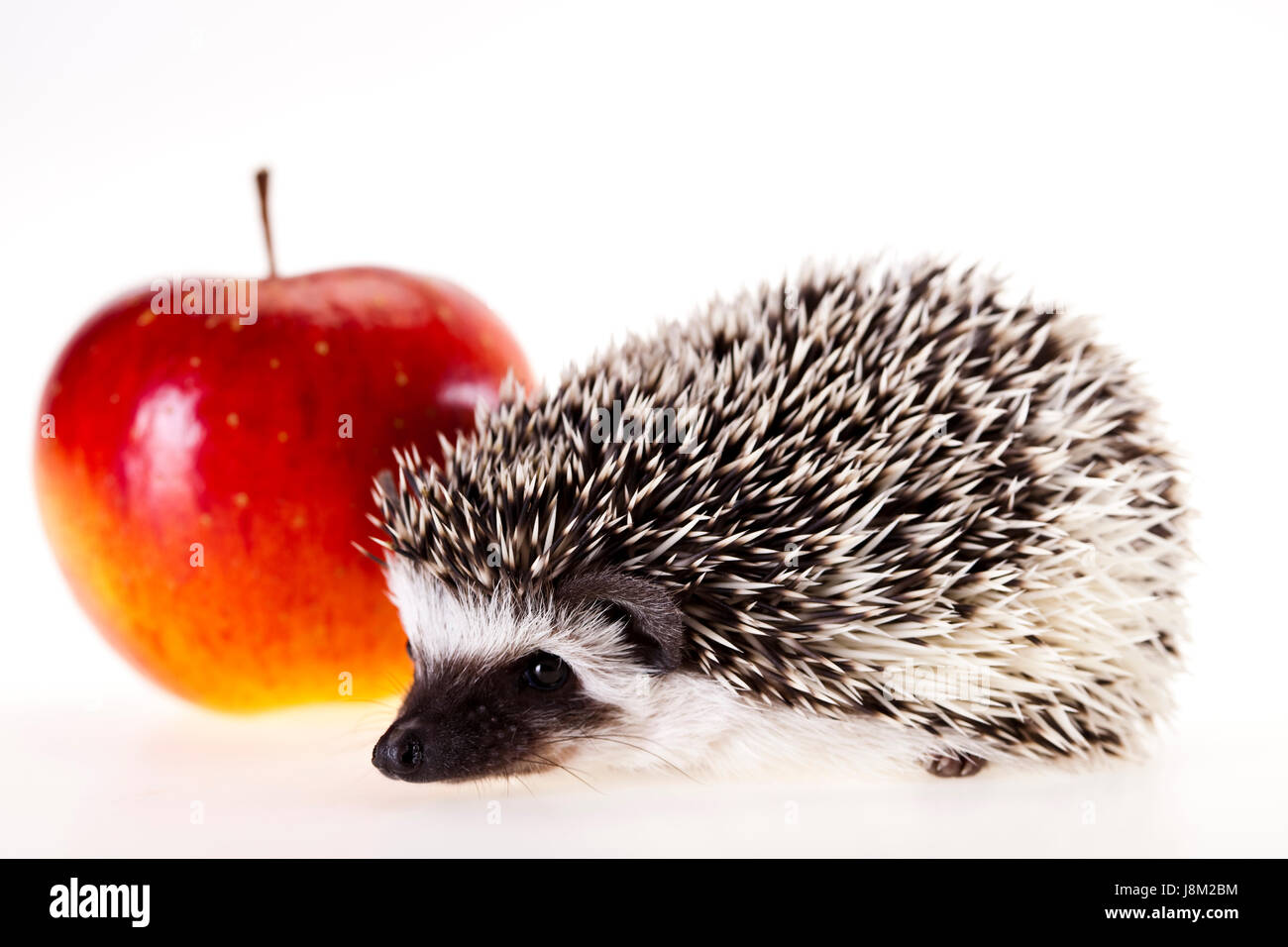 animal, mammal, creature, predator, hedgehog, nature, fall, autumn ...