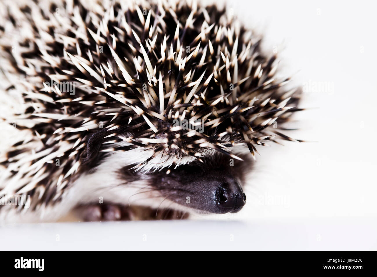 animal, mammal, creature, wildlife, hedge, hedgehog, nature, fall ...