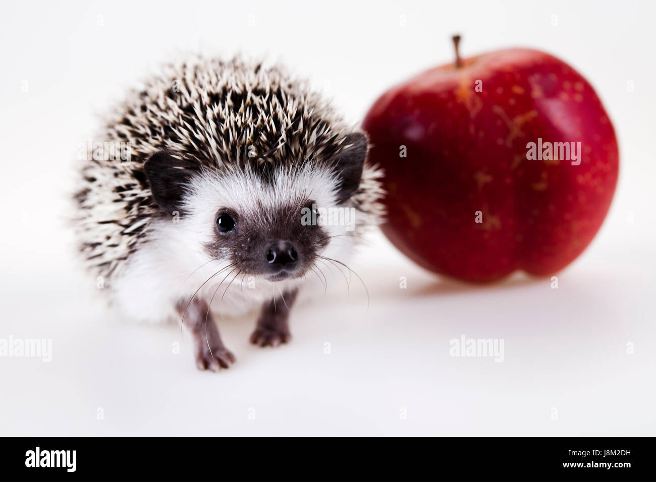 animal, mammal, creature, wildlife, hedge, hedgehog, nature, fall ...