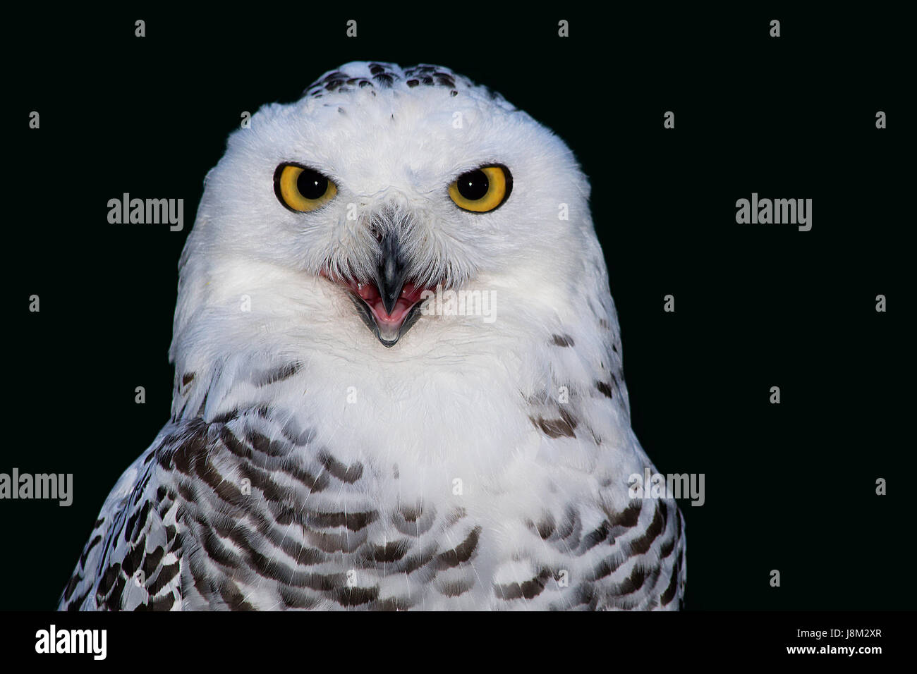 portrait, beak, owl, beaks, cry, macro, close-up, macro admission ...