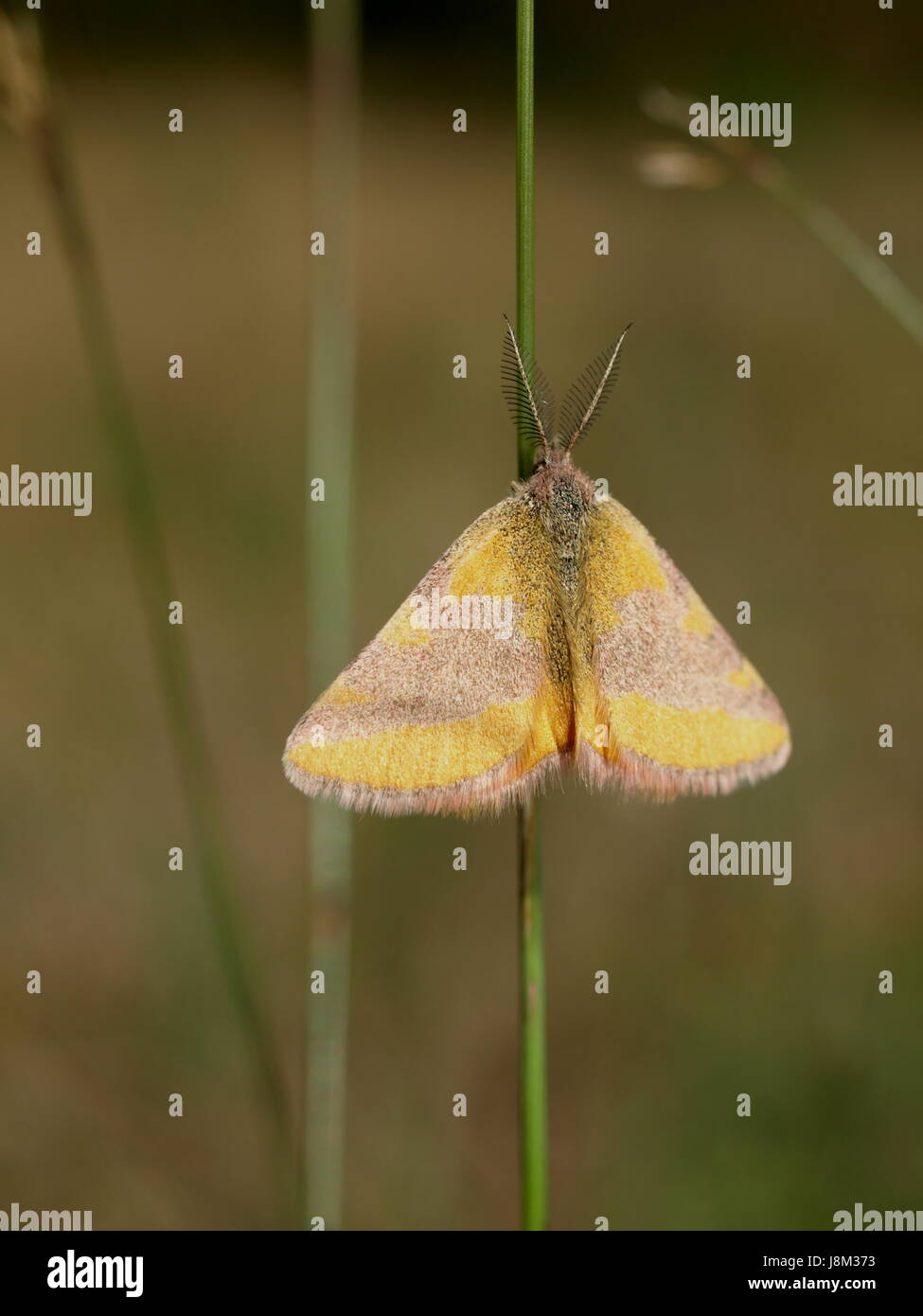 Lythria hi-res stock photography and images - Alamy