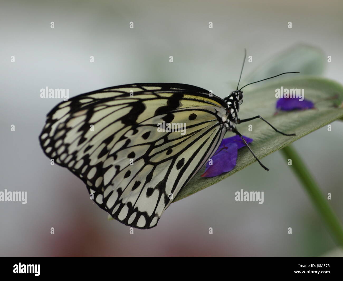 insects, butterfly, butterflies, insect, insects, asia, butterfly ...