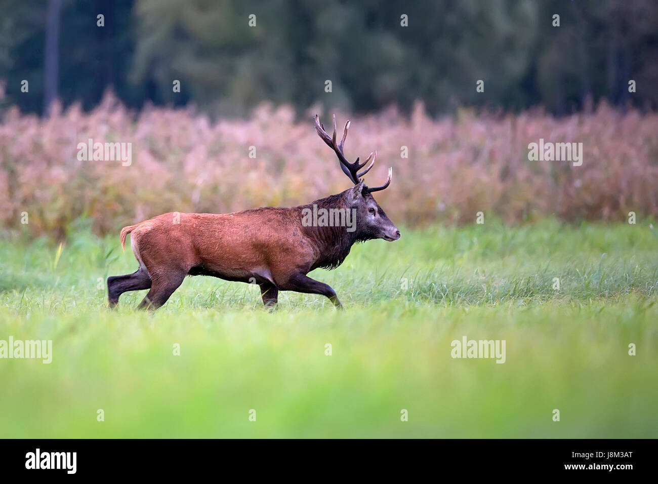 Wild red deer hi-res stock photography and images - Alamy