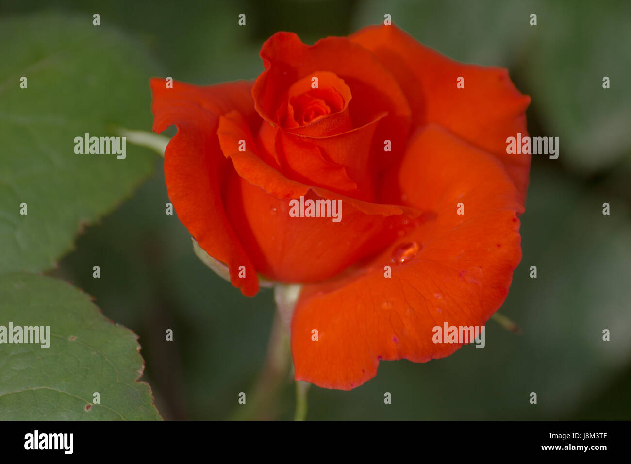 Flower rose orange photographed in spring Stock Photo - Alamy