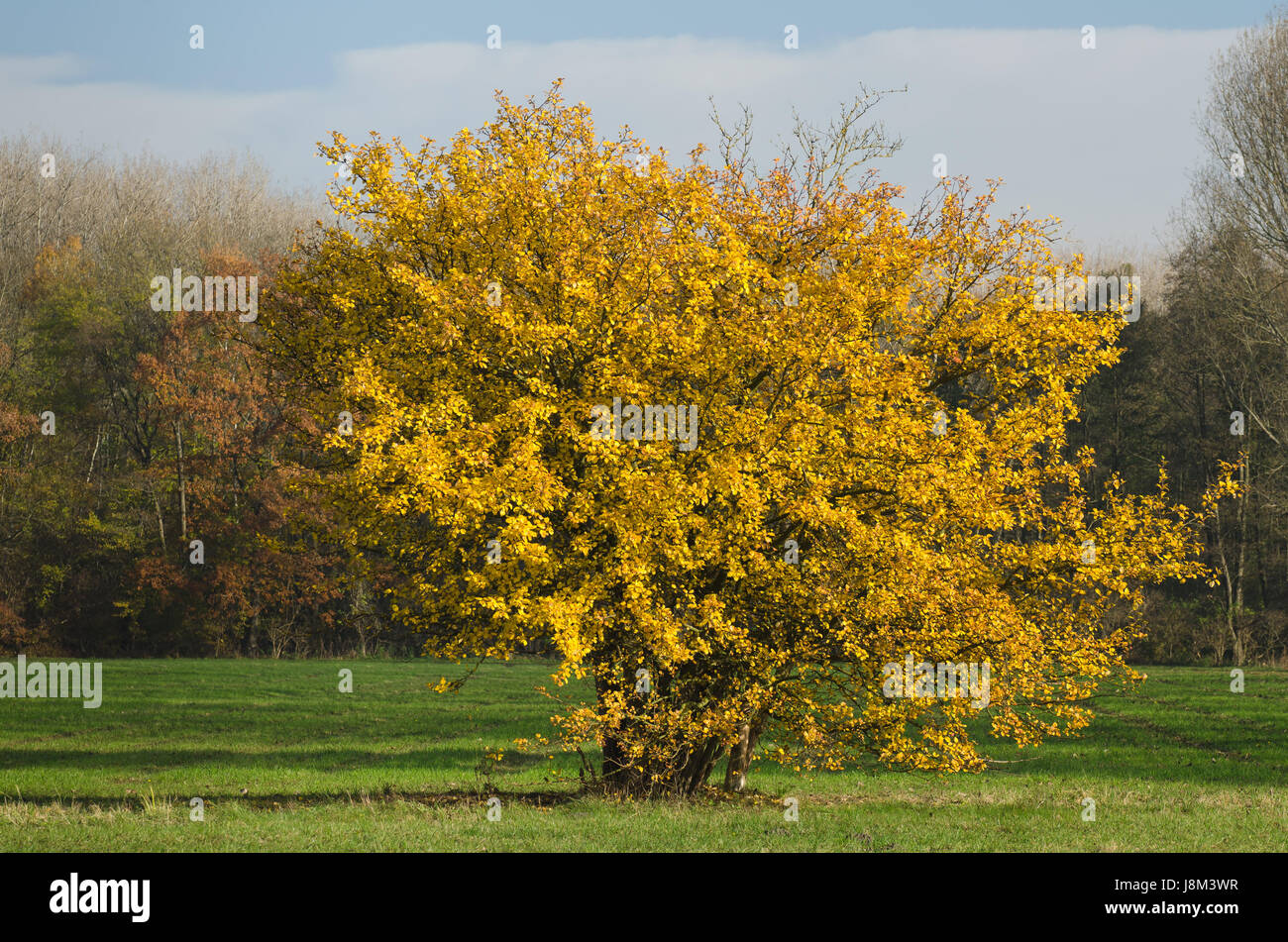 coloured, colourful, gorgeous, multifarious, richly coloured, golden ...