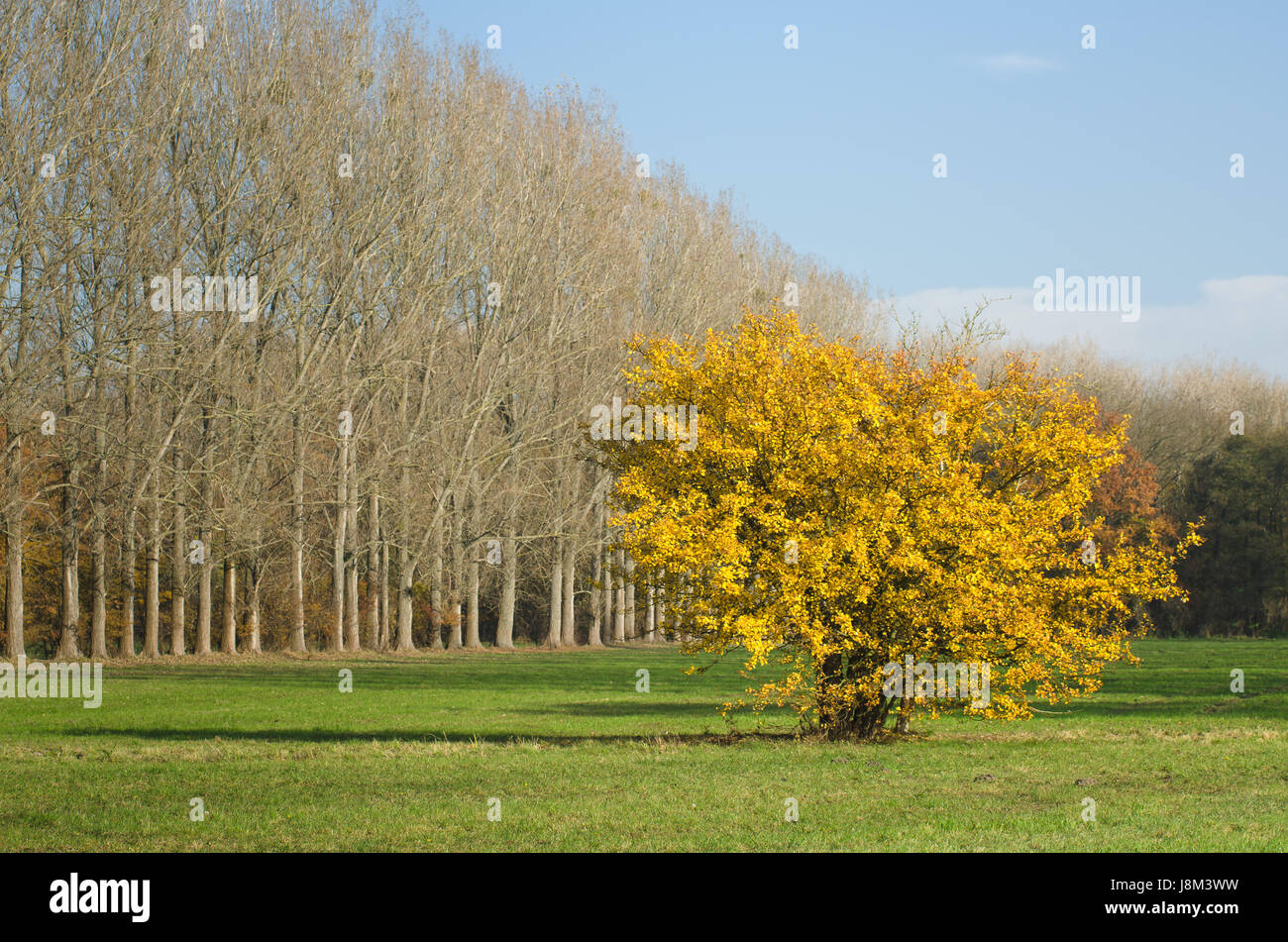 coloured, colourful, gorgeous, multifarious, richly coloured, golden ...