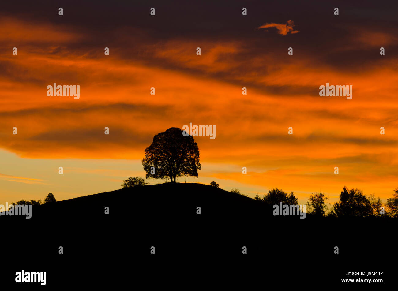 trees on hill at sunrise Stock Photo - Alamy