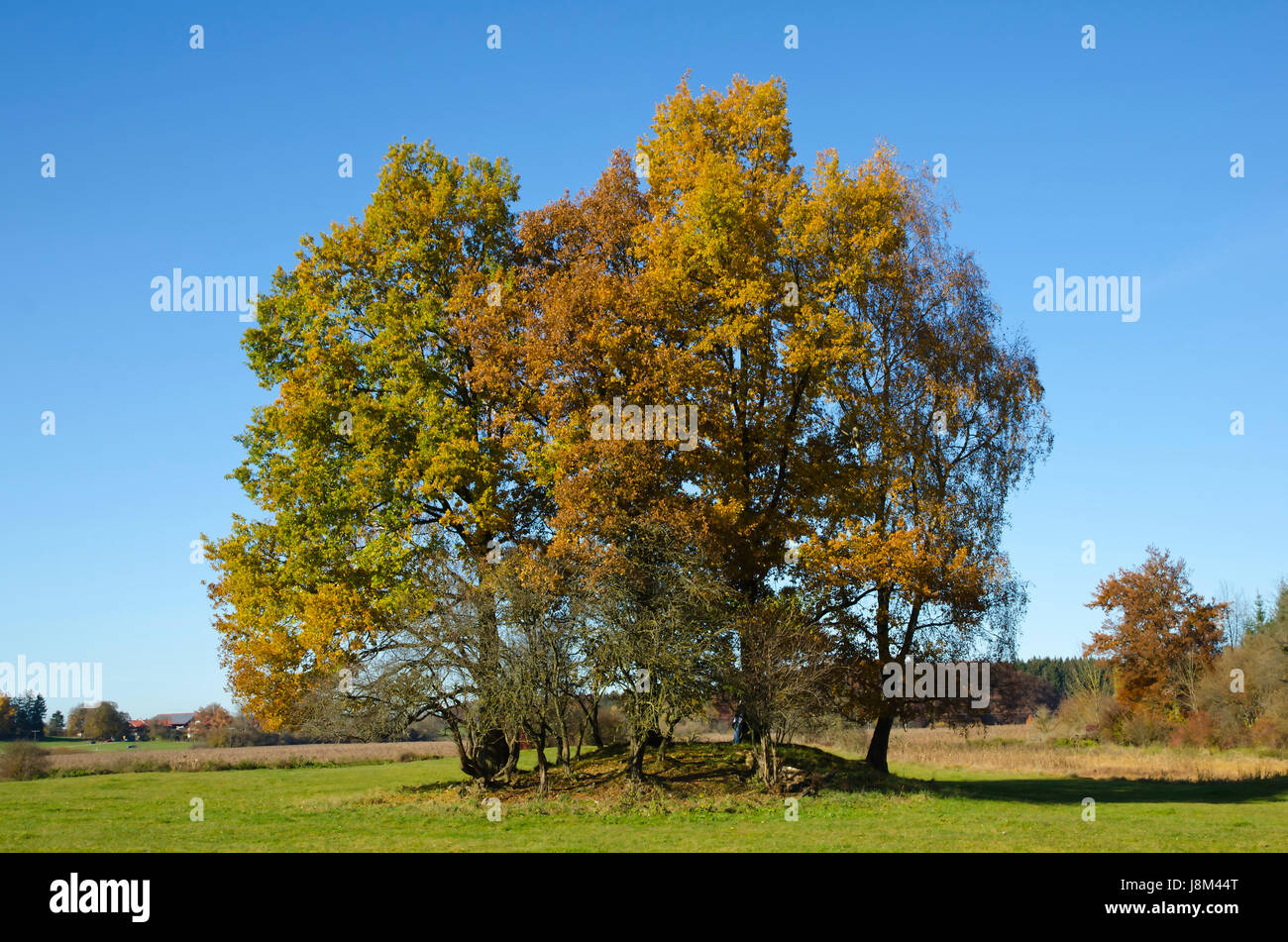 cluster of trees in autumn Stock Photo - Alamy