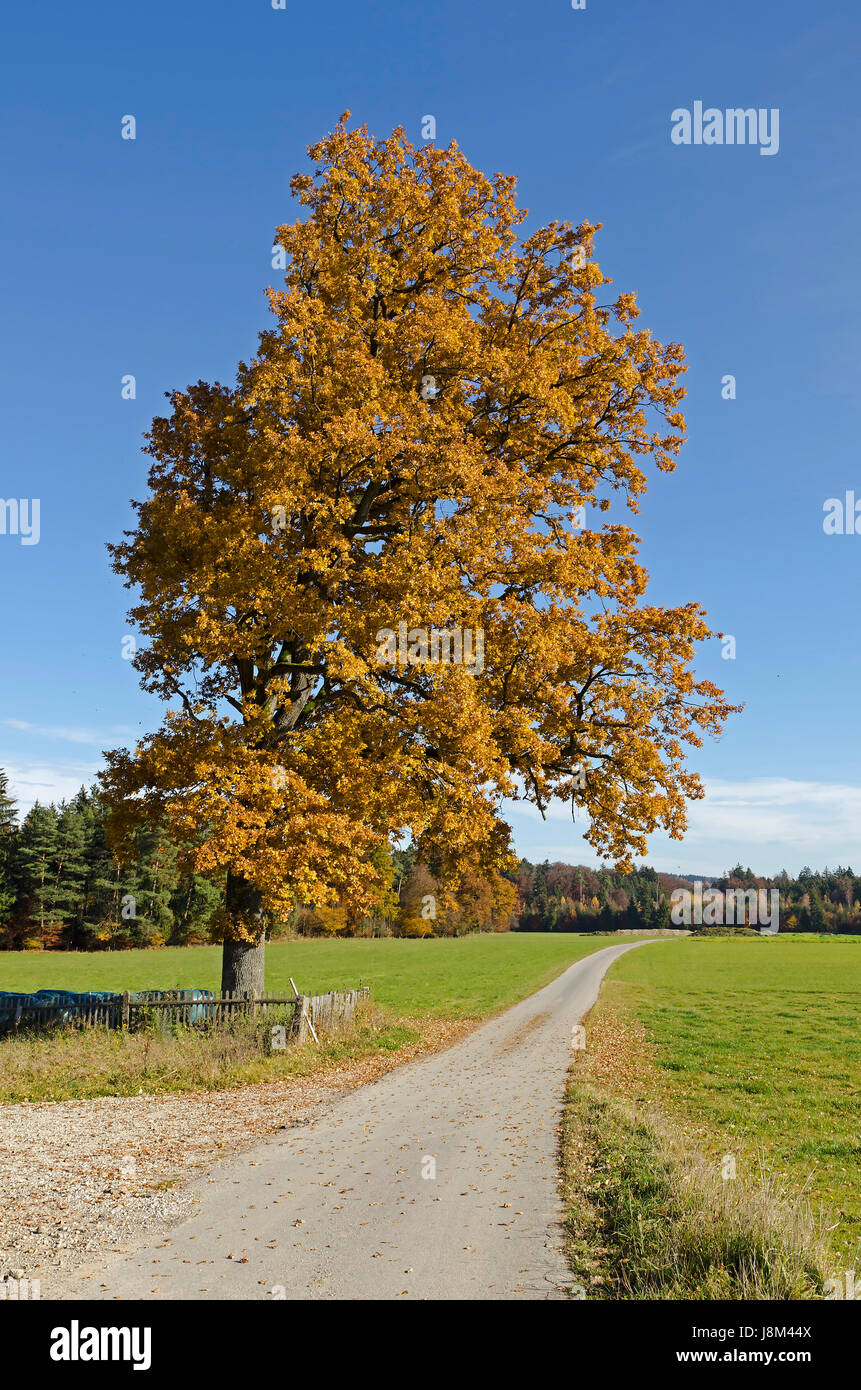 autumnal oak tree with path Stock Photo - Alamy