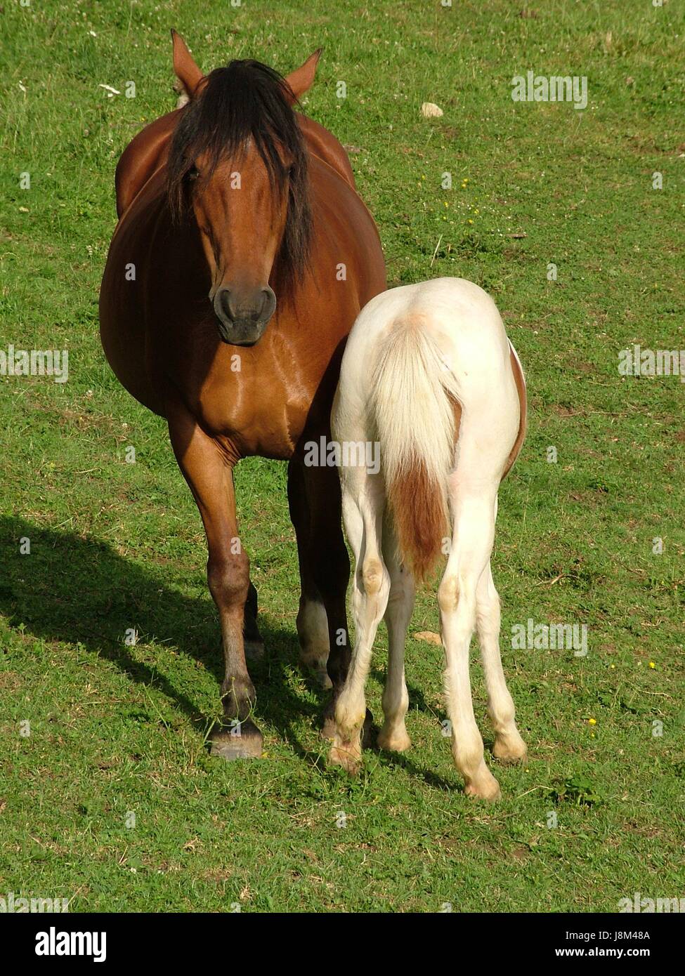 Freiberger horse hi-res stock photography and images - Alamy