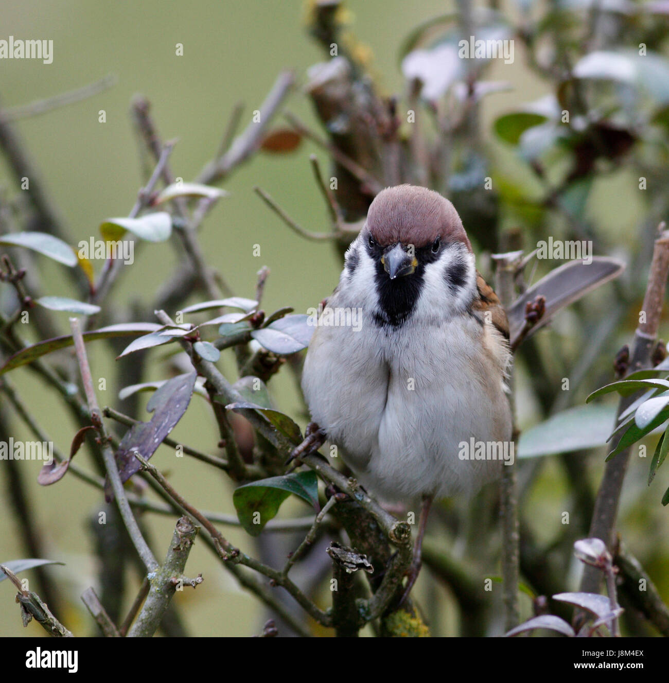 tree sparrow 4 Stock Photo - Alamy
