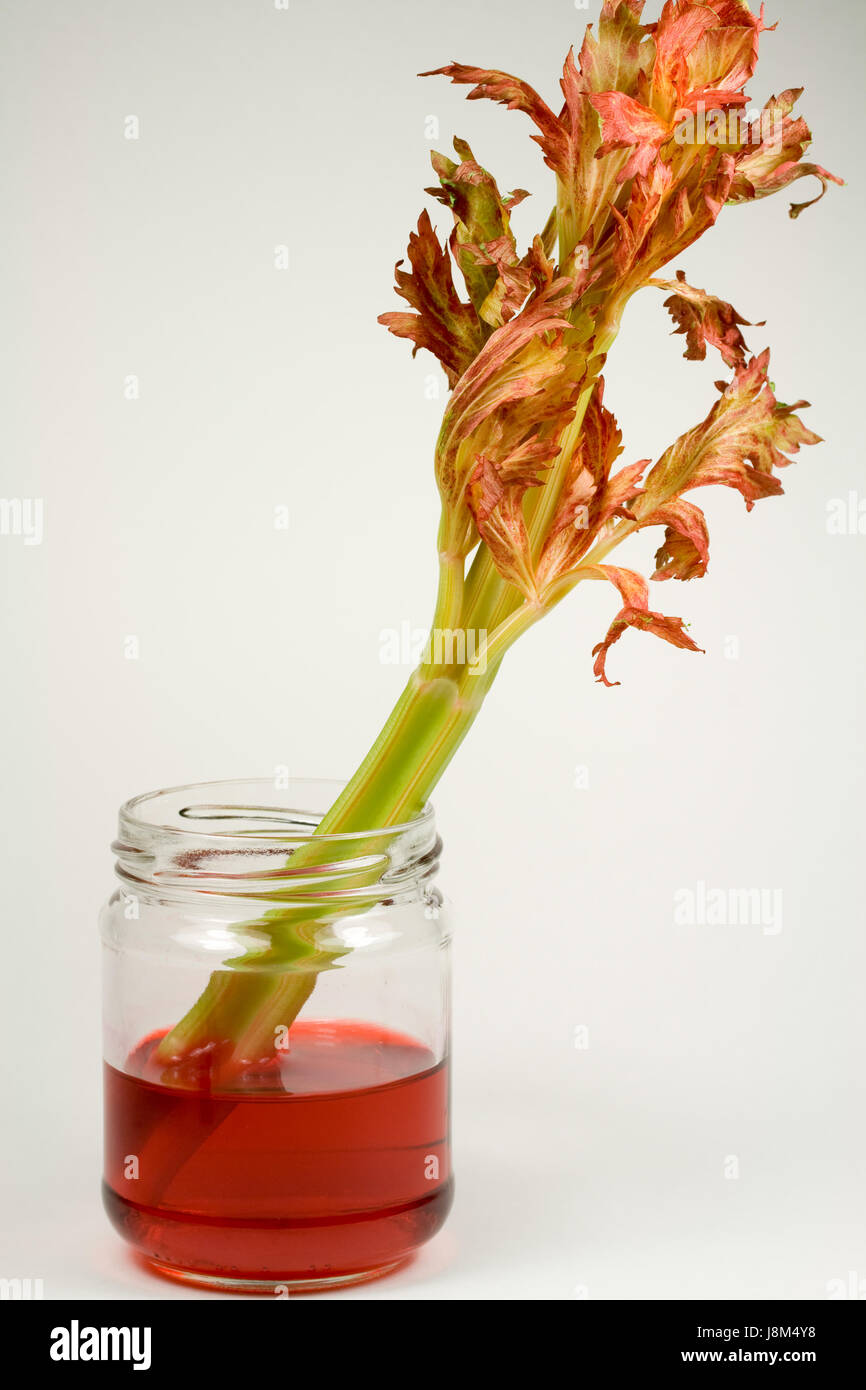 science, demonstration, celery, process, sellery, plant, stalk, food ...