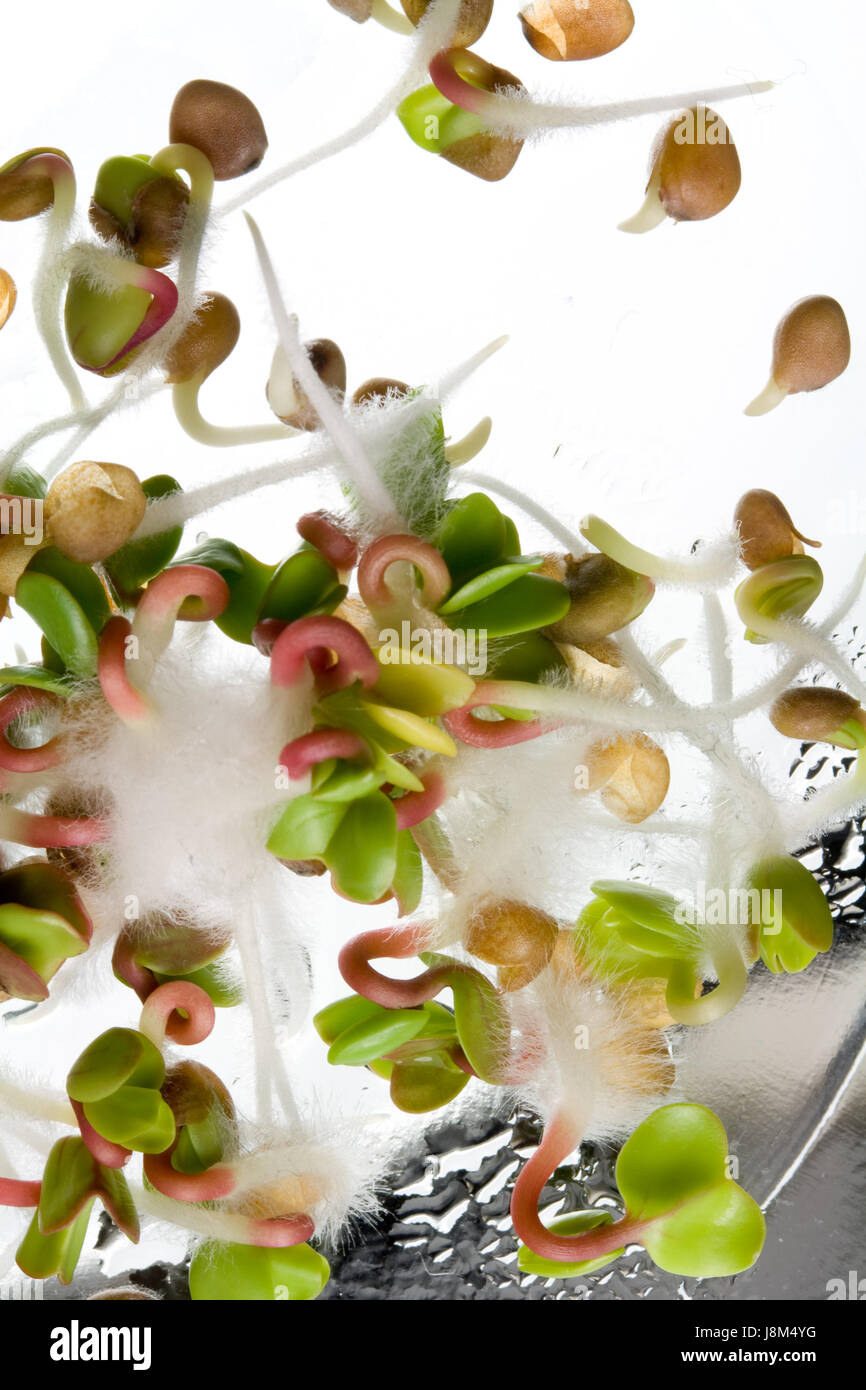 Process of seed germination hi-res stock photography and images - Alamy