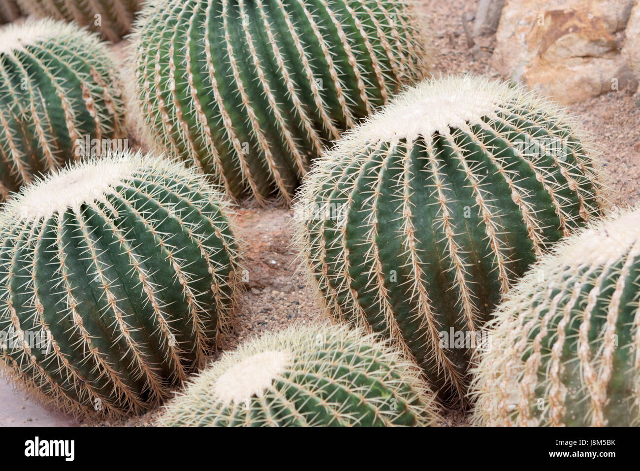 garden, stone, cacti, cactus, sting, thorn, gardens, plant, garden ...
