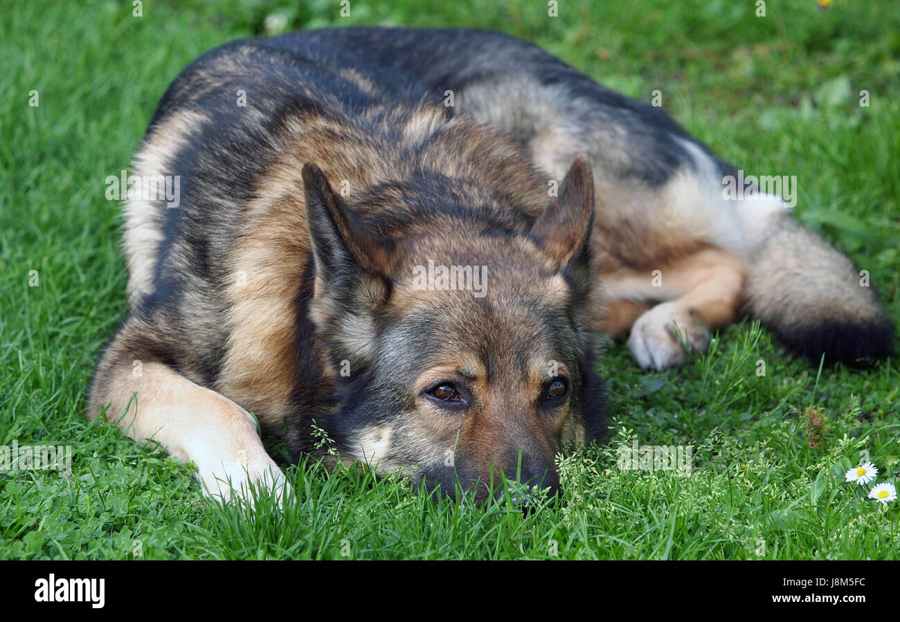 portrait, dog, german sheperd, german sheperd dog, strong, portrait ...