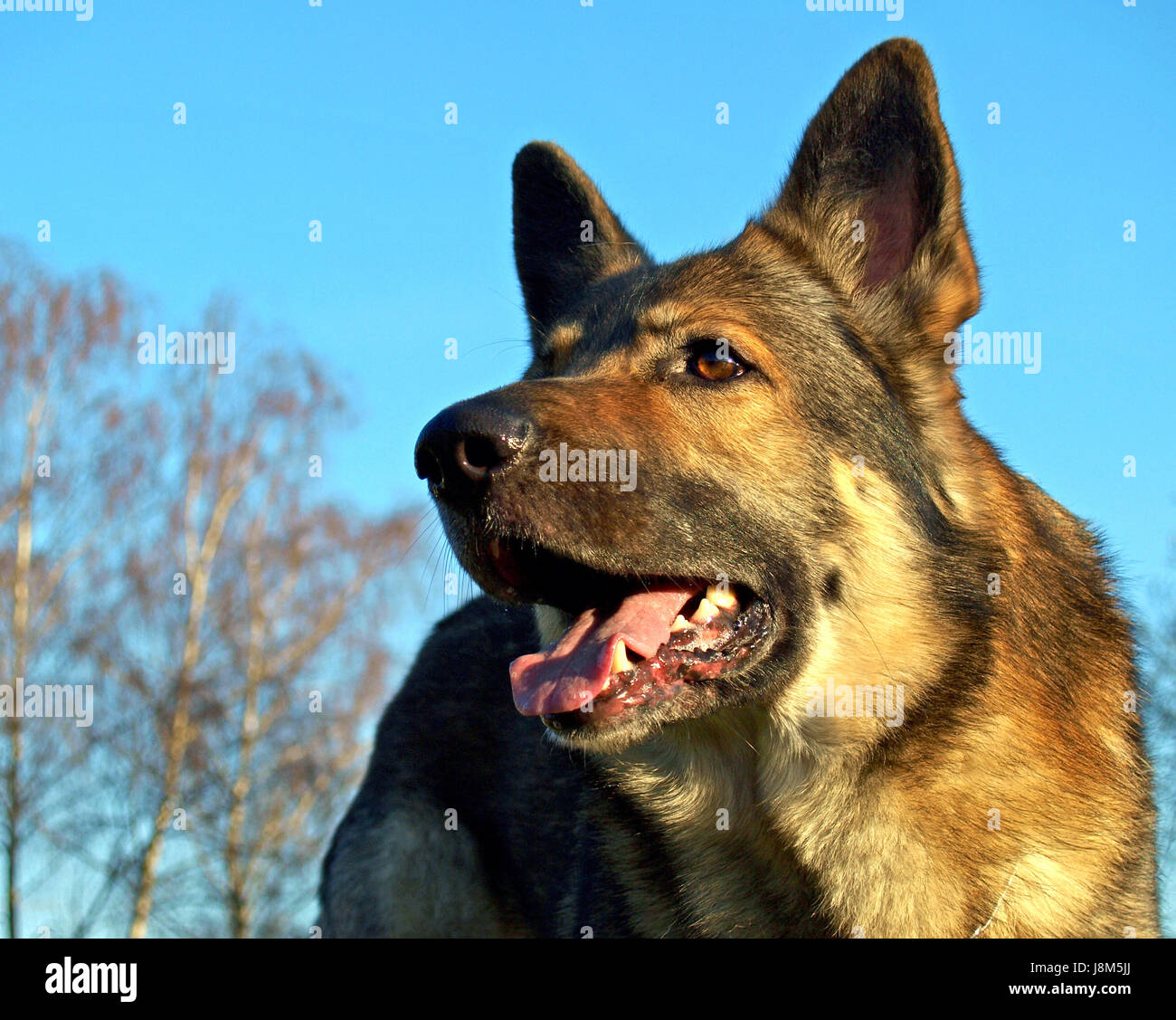 dog, german sheperd, german sheperd dog, courageous, strong, portrait ...