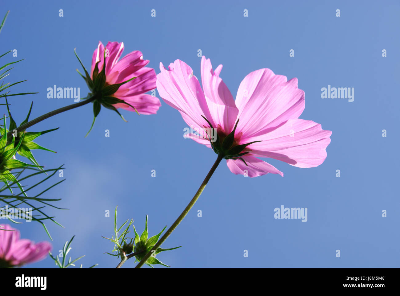 environment, enviroment, colour, flower, flowers, plant, purple, petals ...